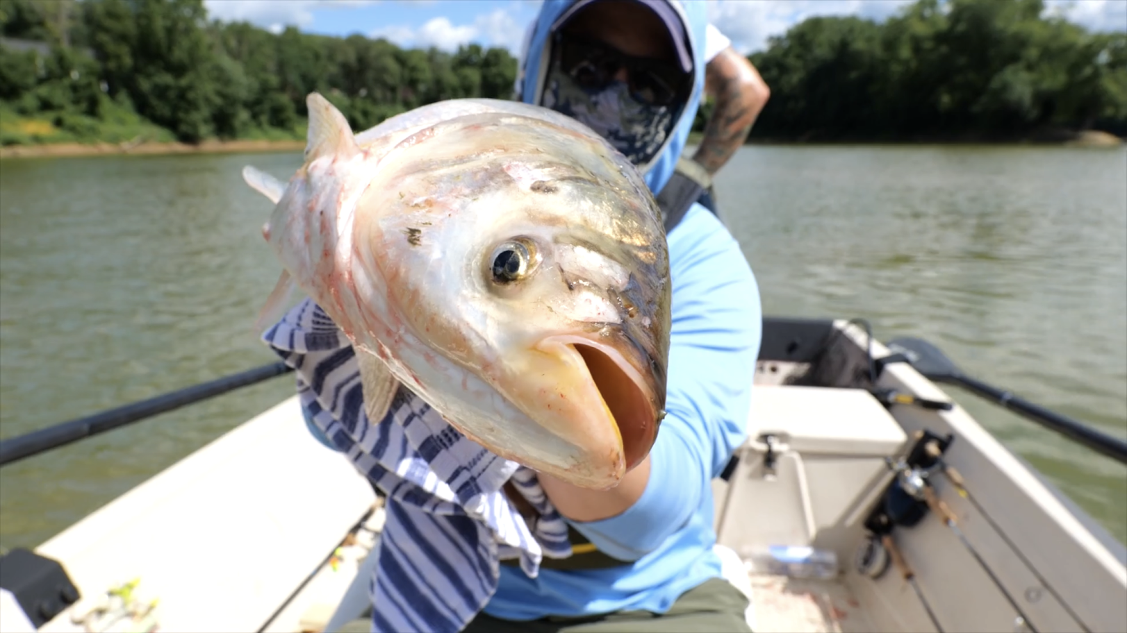 Person holding a silver carp angled toward camera