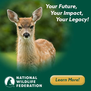 National Wildlife® Magazine | National Wildlife Federation