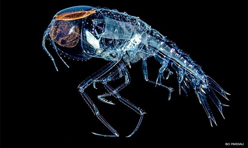 National Wildlife Magazine Announces 2024 Photo Contest Winners