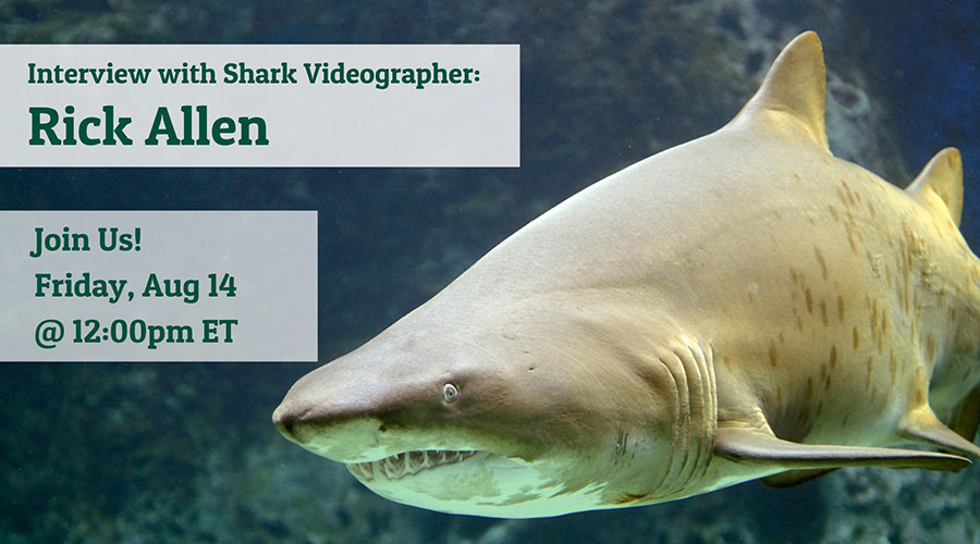 Shark Week interview with Rick Allen | National Wildlife Federation