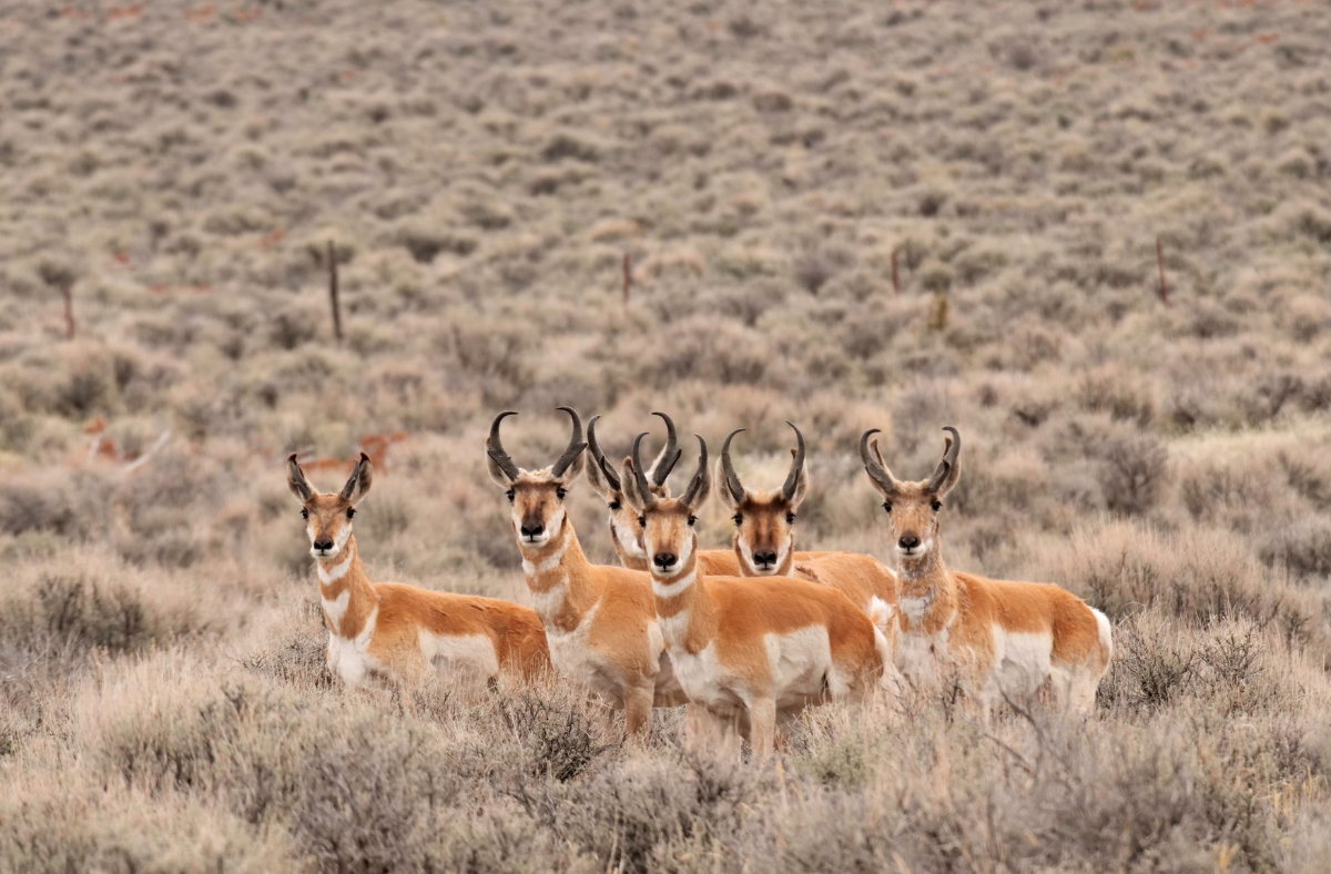 Tribal Wildlife Corridors Act