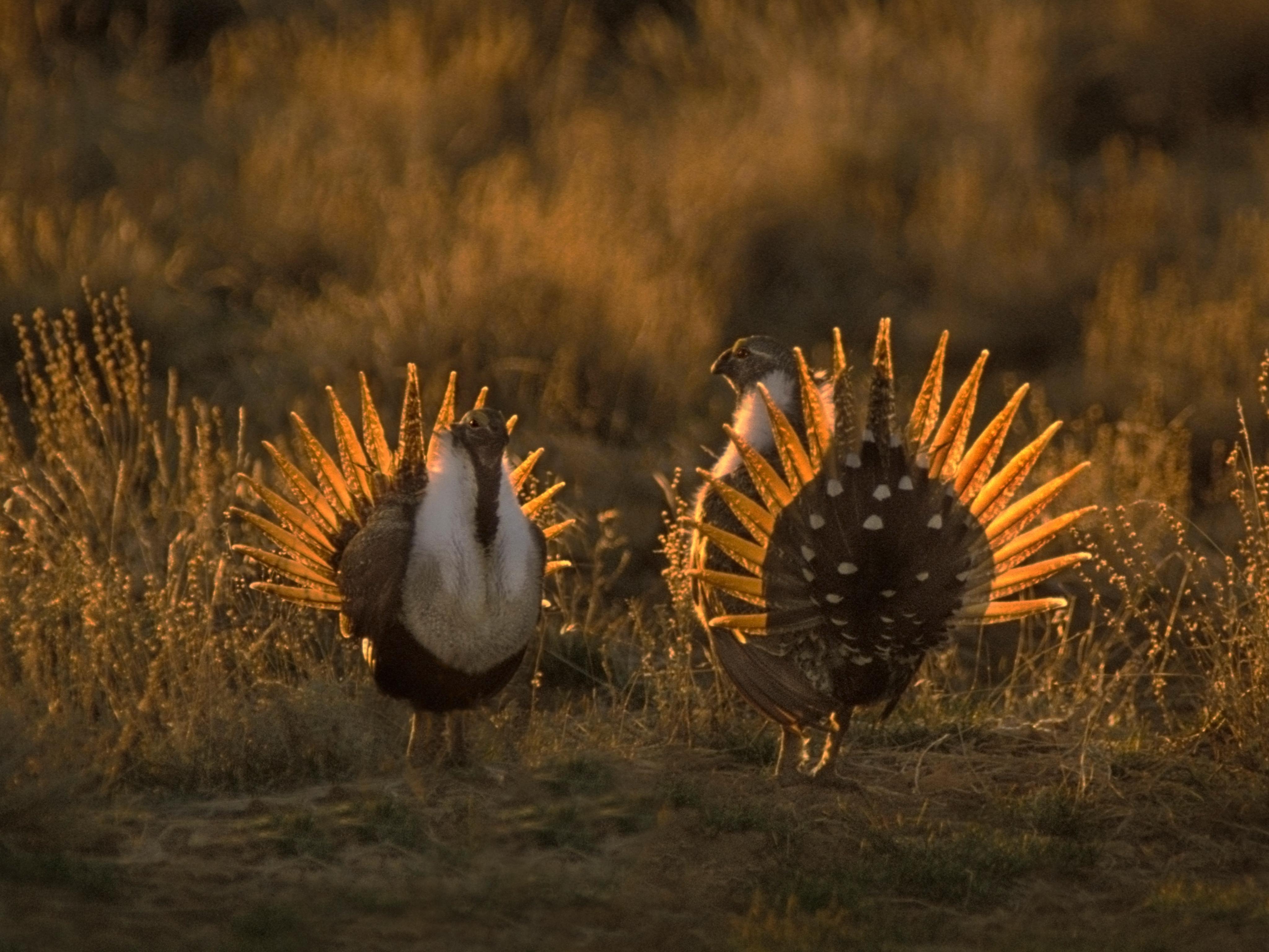 Grouse