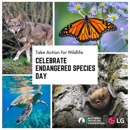 Wildlife Conservation | National Wildlife Federation