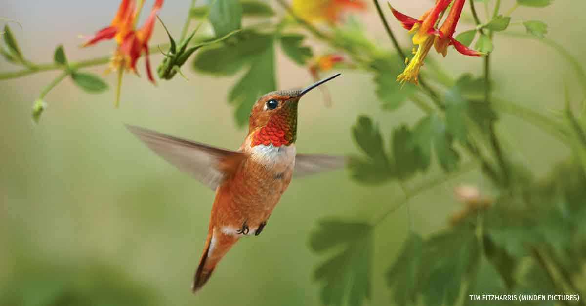 Hungry Hummers