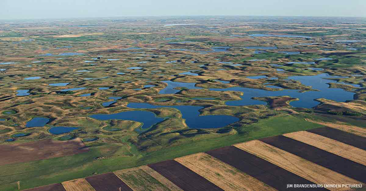 Breaking the Prairie