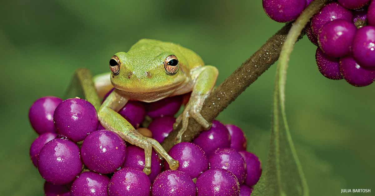 Capturing Nature’s Magic
