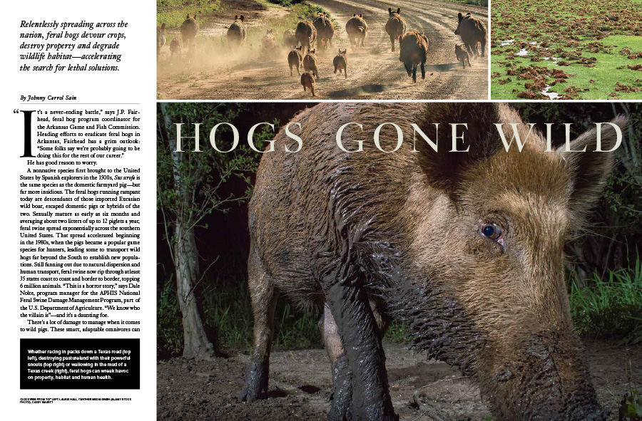 Hogs Gone Wild