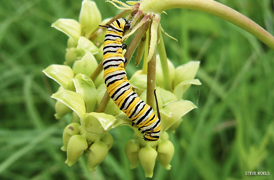 Plants in Peril