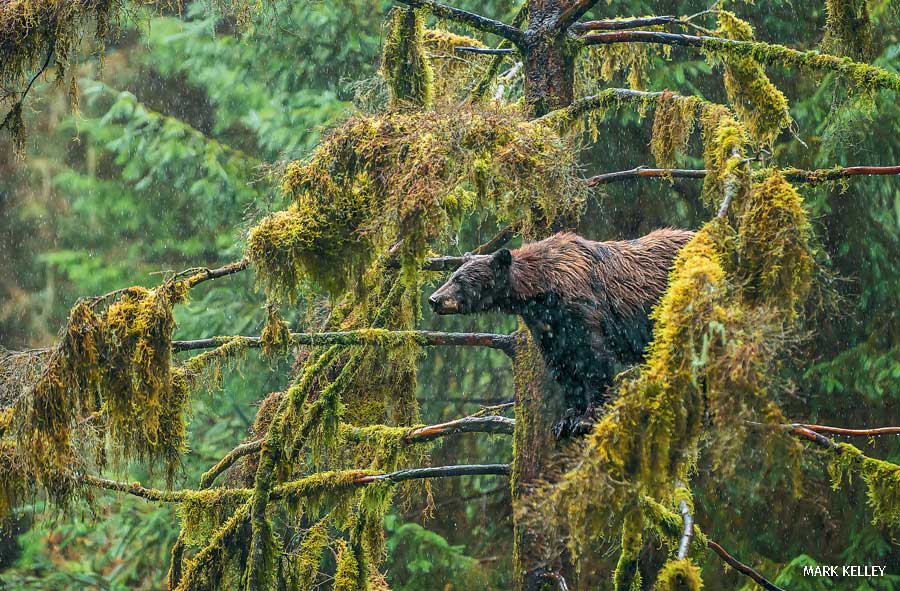 Can Forests Save Us?