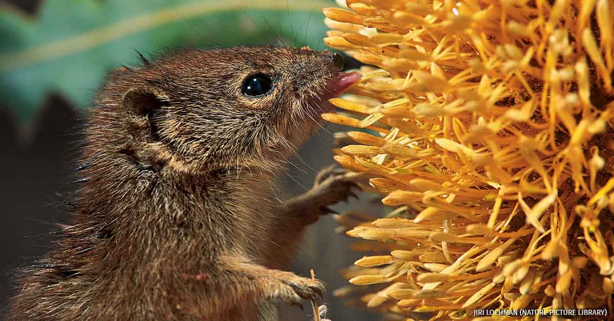 News of the Wild
