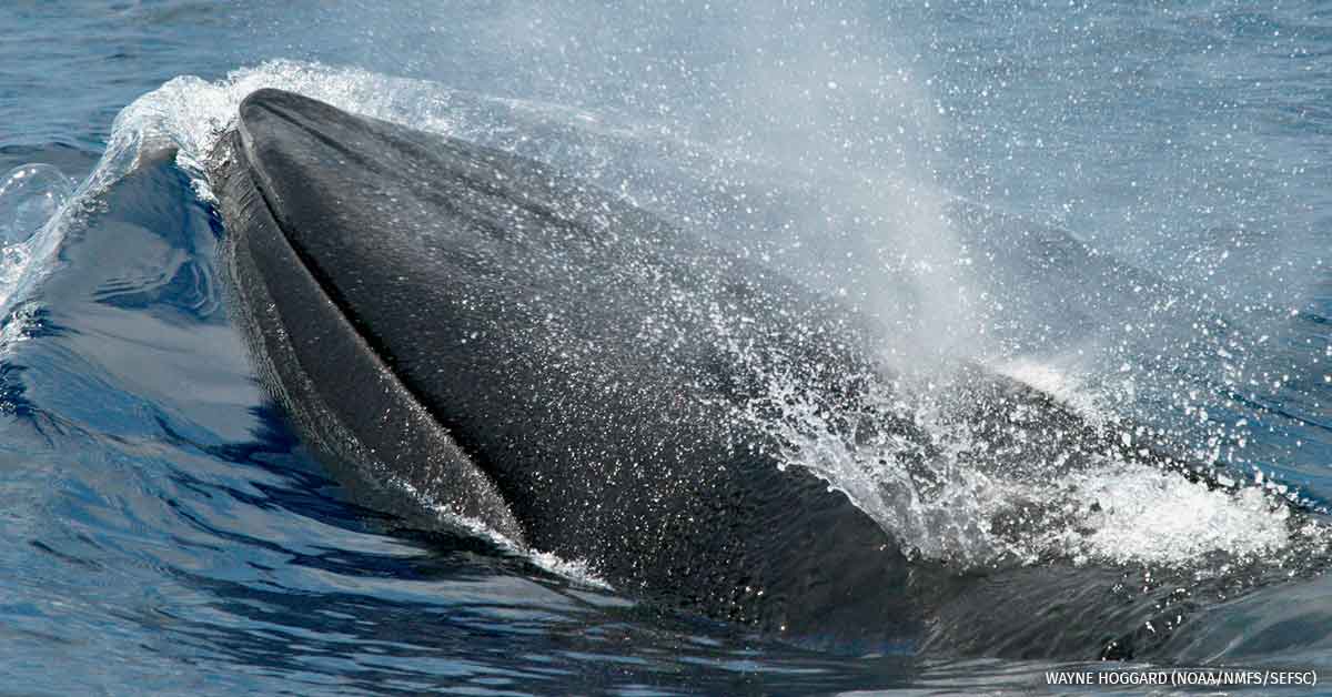 Species Spotlight: Bryde's Whale