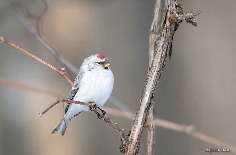 A “Superflight” of Finches—and Finch Fans