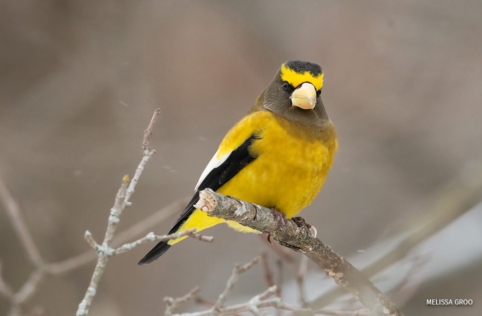 A “Superflight” of Finches—and Finch Fans