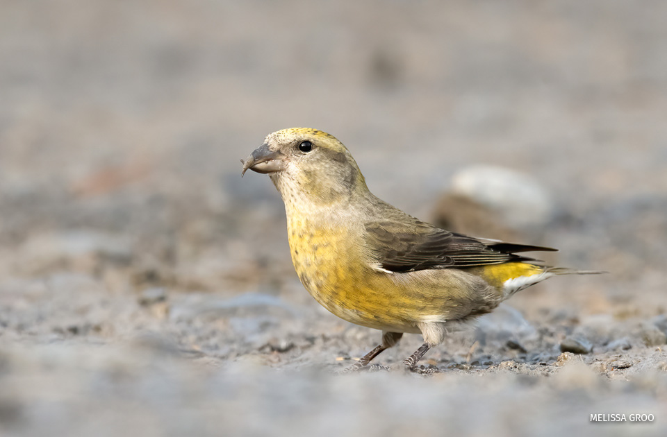 A “Superflight” of Finches—and Finch Fans