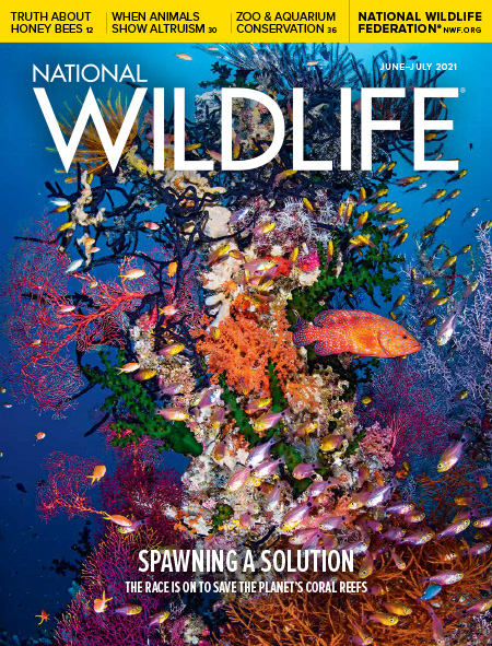 June–July 2021 | National Wildlife Magazine