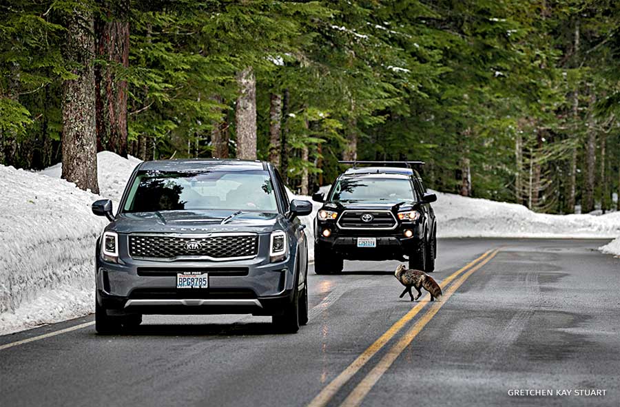 The Cascade Red Fox’s Fate in Washington State