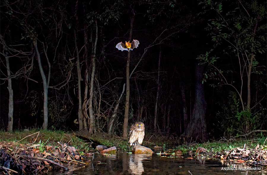 Fall 2023 | National Wildlife Magazine