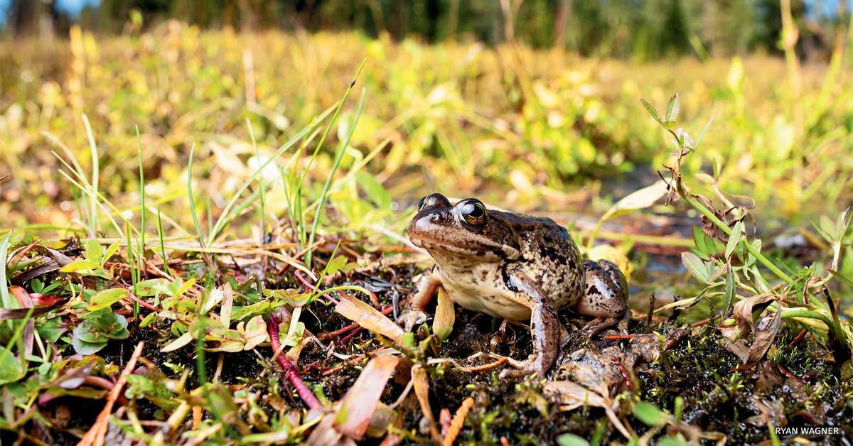 Photos: Fighting Chytrid in Frogs, One Bath at a Time