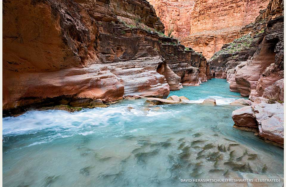 Can the Grand Canyon Remain a Native Fish Haven?
