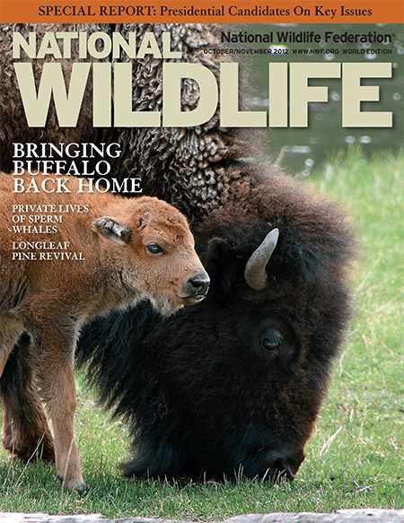 October–November 2012 | National Wildlife Magazine