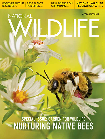 April–May 2016 | National Wildlife Magazine