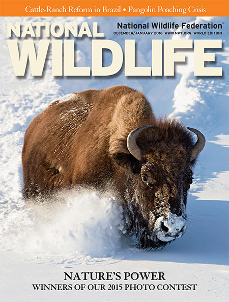 December 2015–January 2016 | National Wildlife Magazine