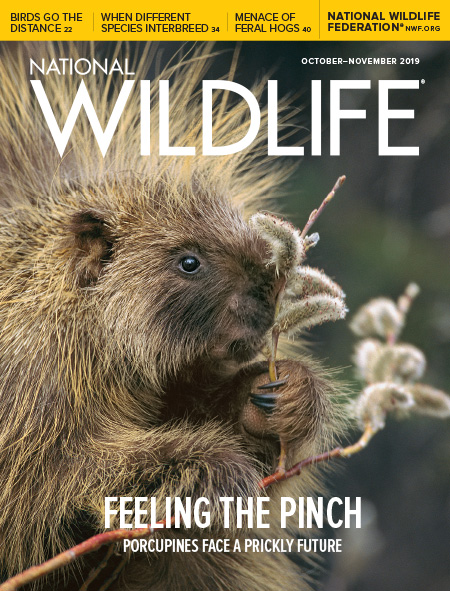 October–November 2019 | National Wildlife Magazine