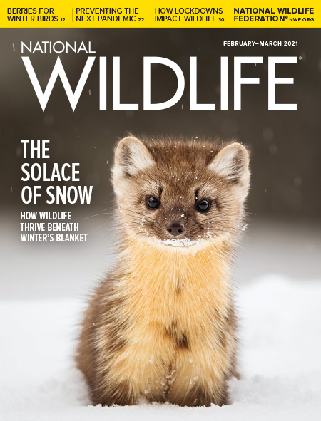 February–March 2021 | National Wildlife Magazine