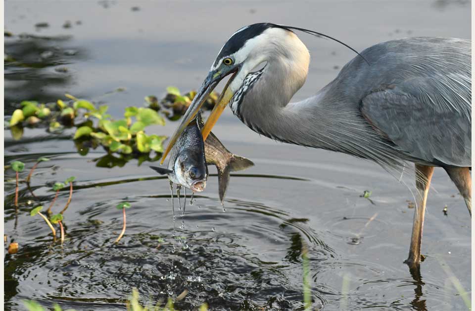 2022 Photo Contest Honorable Mentions | National Wildlife Federation