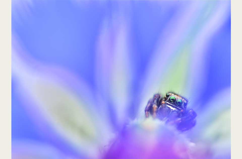 2023 National Wildlife Photo Contest: Honorable Mentions