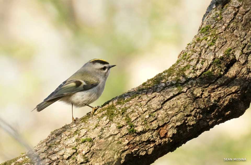 2023 National Wildlife Photo Contest: Honorable Mentions