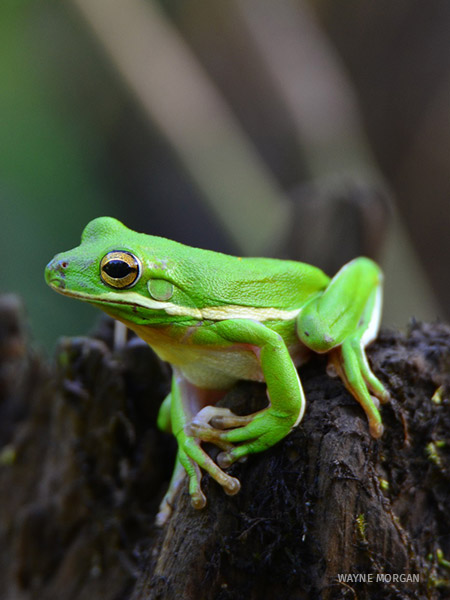 Natural Climate Solutions | National Wildlife Federation